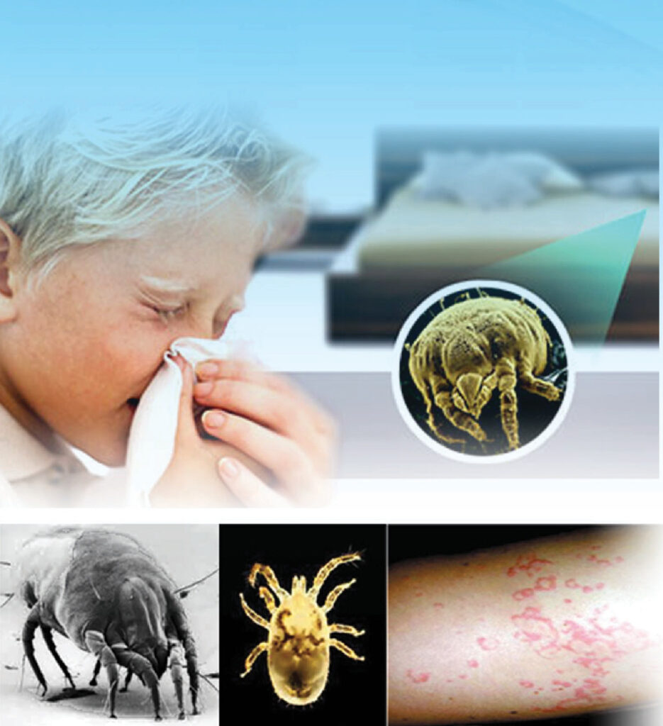 Mattress & Sofa Dust mites cleaning service - HIHOME บริการแม่บ้านทำ ...